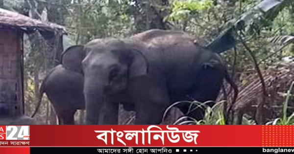 দুর্গাপুরে বন্যহাতির তাণ্ডবে প্রাণ গেল কৃষকের